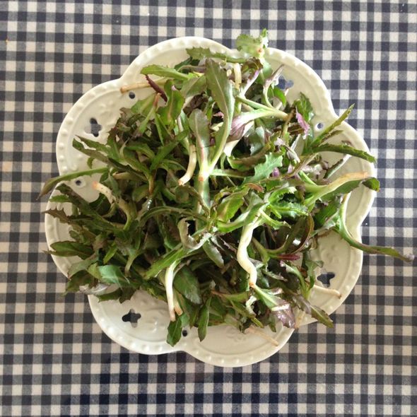 荠果子 百果子 黑果子 第5页 大山谷图库